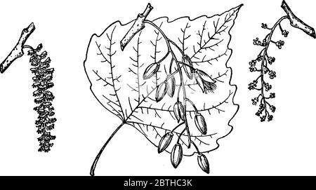 branch with leaves Stock Vector Image & Art - Alamy