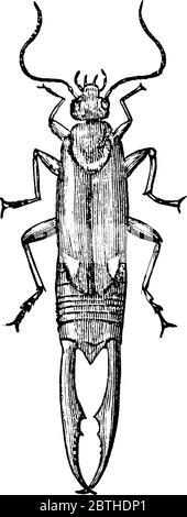 Earwig bug, illustration, vector on a white background Stock Vector ...