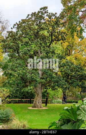 A southern magnolia tree, Magnolia grandiflora, in Beverly Hills, Los ...