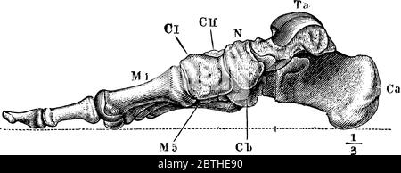 Illustration of skeletal system with labels Stock Vector Image & Art ...