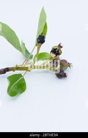 pear midge (Contarinia pyrivora) fruitlet with external signs of attack ...