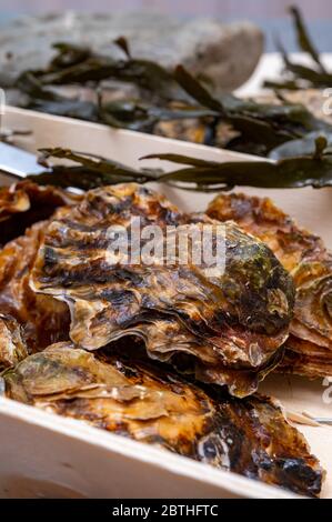 Fresh zeeuwse creuse pacific or japanese oysters molluscs on fish ...