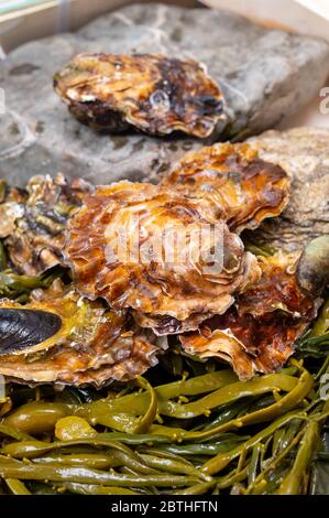 Fresh zeeuwse creuse pacific or japanese oysters molluscs on fish ...