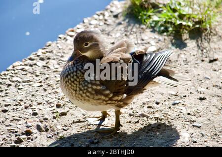 A mandarin duck resting at Queensmere Pond at Wimbledon Common, London ...