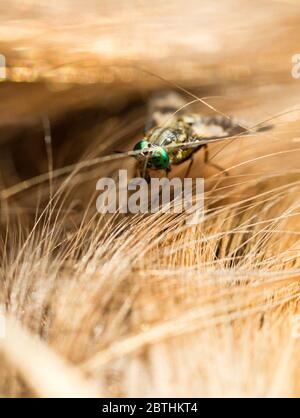 Horse Fly Insect of the Family Tabanidae Stock Photo - Alamy