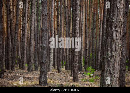 Mountain summer landscape. Tall trees, snowy mountains and white clouds ...