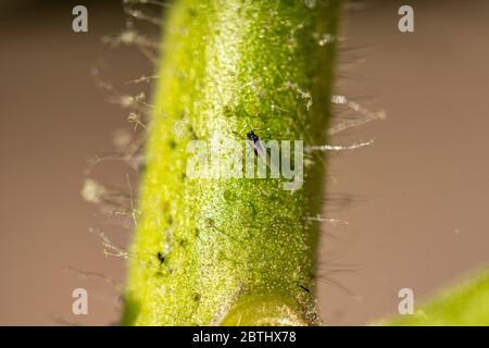 Tomato infested with black flies Stock Photo - Alamy