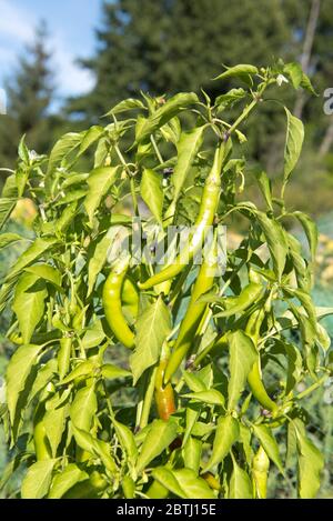 Chilli pepper (Capsicum annuum), France Stock Photo - Alamy