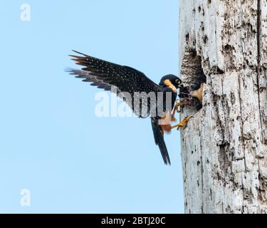 Bat Falcon with a bat in his talons Stock Photo - Alamy