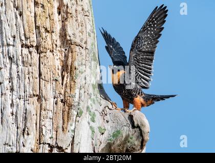 Bat Falcon with a bat in his talons Stock Photo - Alamy