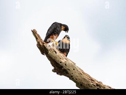 Bat Falcon with a bat in his talons Stock Photo - Alamy
