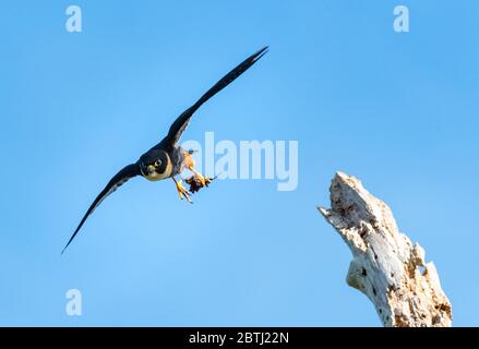 Bat Falcon with a bat in his talons Stock Photo - Alamy