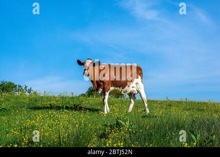 Ayrshire cattle are a breed of dairy cattle from Ayrshire in southwest ...