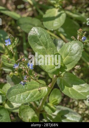 Brooklime, Veronica beccabunga, in flower; by pond Stock Photo - Alamy