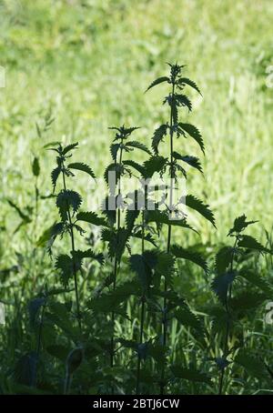 stinging nettle (Urtica dioica), stalks with nettle seeds are dried on ...