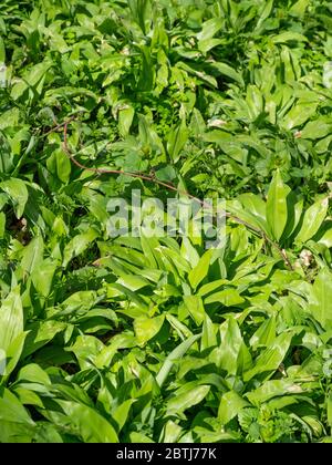 Detail of field of flowering wild garlic in a spring forest, Ith ...