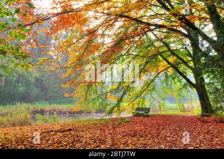 Beautiful scene in autumn in the Amsterdam forest (amsterdamse bos) in ...