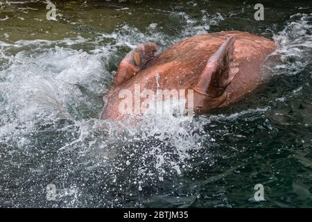 Walrus (Odobenus rosmarus) exposing fore-flippers before diving ...