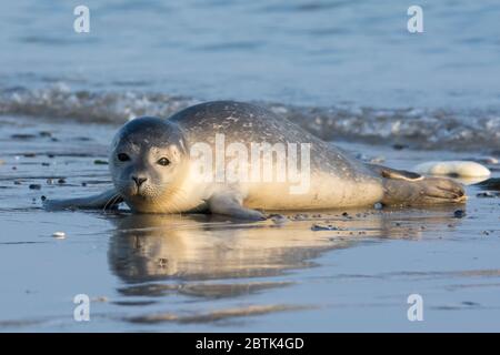 Common seal also known as Harbour seal, Hair seal or Spotted seal ...