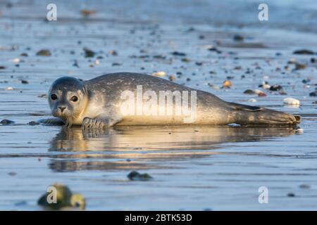 Common seal also known as Harbour seal, Hair seal or Spotted seal ...