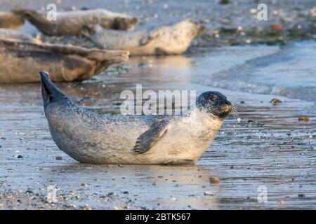 Common seal also known as Harbour seal, Hair seal or Spotted seal ...