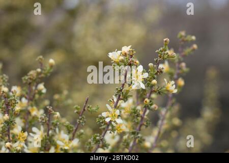 Pale yellow flowers on Bitterbrush, Purshia Tridentata, Rosaceae ...