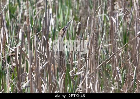 American Bittern classic pose amongst reeds at Richmond BC Canada Stock ...