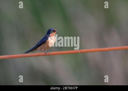 barn swallow bird at Richmond BC Canada Stock Photo - Alamy