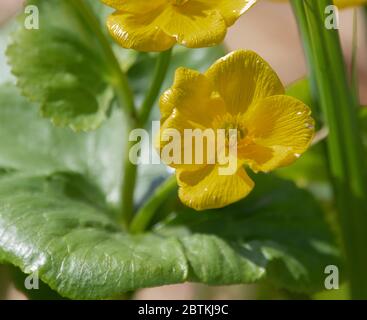 Yellow Marsh Marigold, or Giant Marsh Marigold Caltha palustris subsp ...
