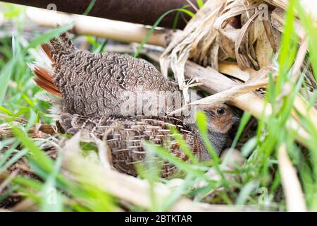 A Hungarian Partridge female on a nest in North Dakota Stock Photo - Alamy