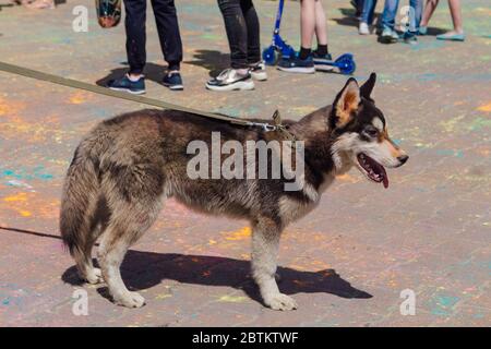 Young husky covered with colorful Holi powder on the street Stock Photo ...