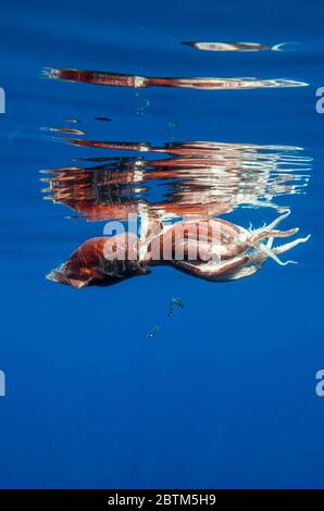 Injured giant squid near the surface, almost dead, with pilot fish ...