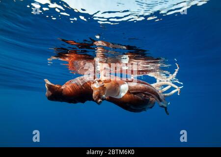 Injured giant squid near the surface, almost dead, with pilot fish ...