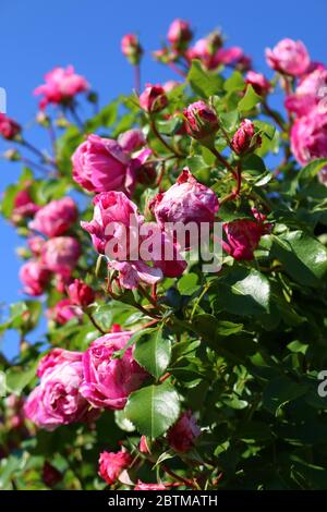 Roses Iness Sastre, Meiland Stock Photo - Alamy