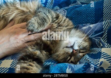 Human Hand Caressing a Cat Sleeping Stock Photo - Alamy