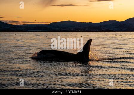 Male Killer whale breaking the surface at sunset, Kvaenangen Fjord ...