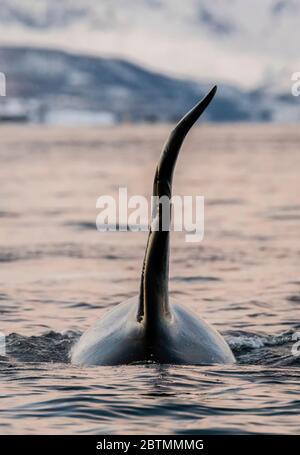 Male Killer whale breaking the surface at sunset, Kvaenangen Fjord ...