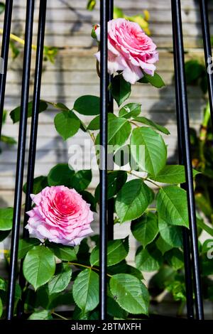 James Galway (Auscrystal) - English Climbing Rose Stock Photo - Alamy