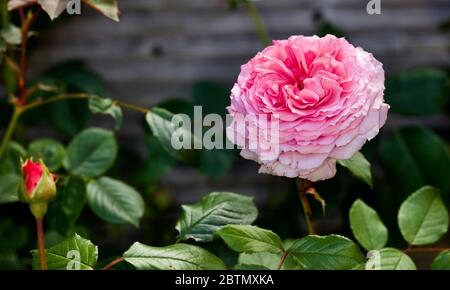 James Galway (Auscrystal) - English Climbing Rose Stock Photo - Alamy
