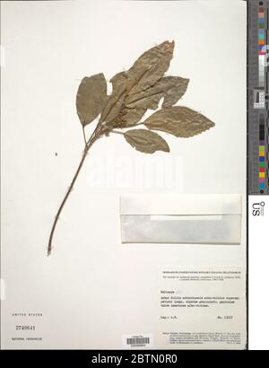 Melicope sp Melicope sp Stock Photo - Alamy