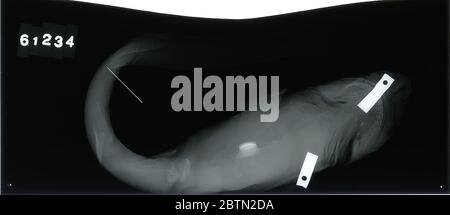 Notorynchus maculatus. 21 Jul 20151 Stock Photo - Alamy