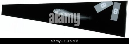 Omobranchus punctatus. 24 Oct 20181 Stock Photo - Alamy