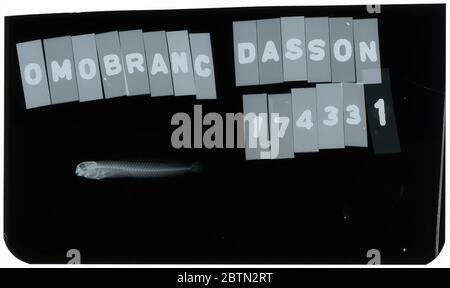 Omobranchus punctatus. 24 Oct 20181 Stock Photo - Alamy