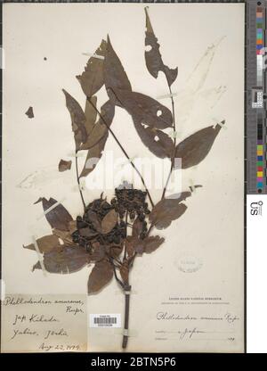 Phellodendron amurense Rupr Phellodendron amurense Rupr Stock Photo - Alamy