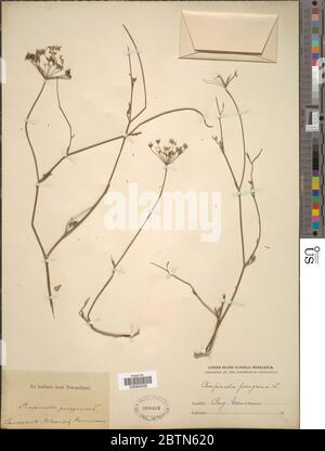 Pimpinella peregrina L Stock Photo - Alamy