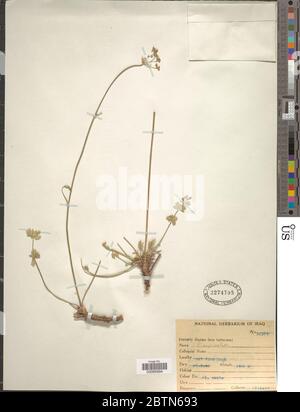 Pimpinella sp Pimpinella sp Stock Photo - Alamy