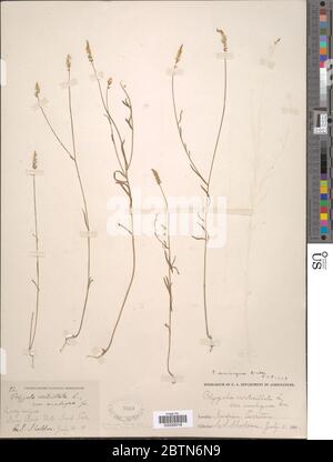 Polygala ambigua Nutt Polygala ambigua Nutt Stock Photo - Alamy