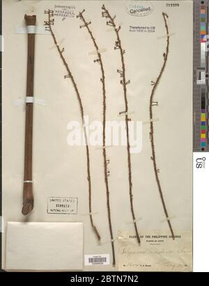 Polyscias nodosa Blume Seem Polyscias nodosa Blume Seem Stock Photo - Alamy