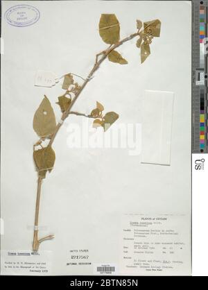 Premna tomentosa Premna tomentosa Stock Photo - Alamy