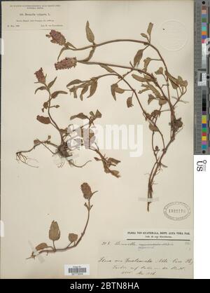 Prunella vulgaris L. 25 Apr 20181 Stock Photo - Alamy